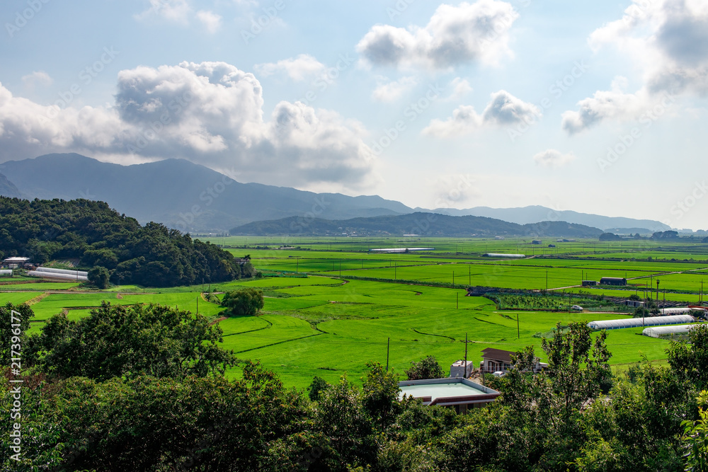 Korean traditional rice farming. Korean rice farming scenery. Rice ...