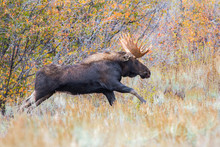 Autumn Fall Moose Free Stock Photo - Public Domain Pictures