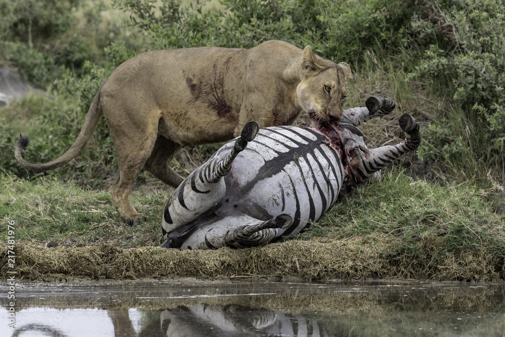 Stock-Foto „Lion kills zebra in Tanzania Serengeti“ | Adobe Stock