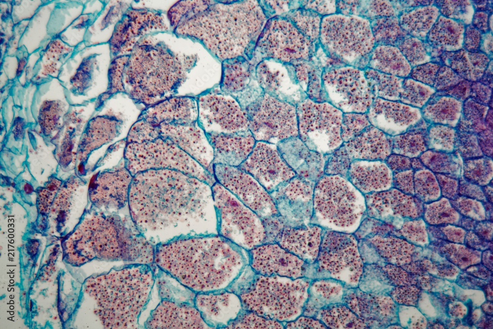 Cross section through cells of a seedling from a maize plant under the ...