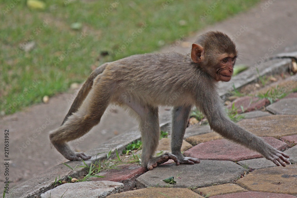 Animal, a monkey is walking, it lives in KUM PHA WA PI park, at ...