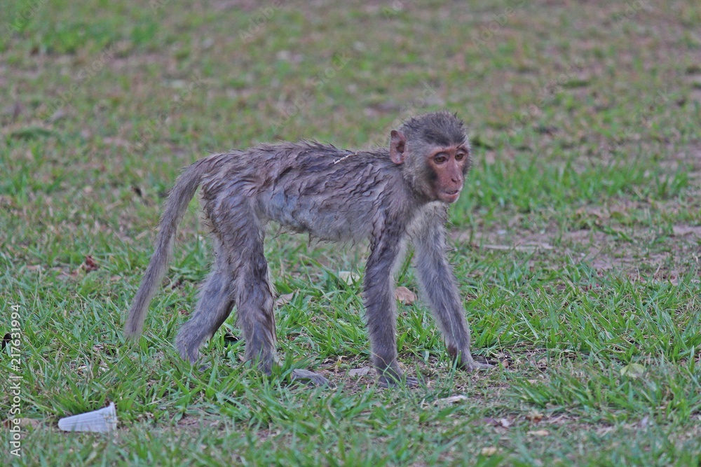 Animal, a monkey is walking, it lives in KUM PHA WA PI park, at ...