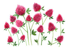 Red Clover Drawing Clipart Free Stock Photo - Public Domain Pictures