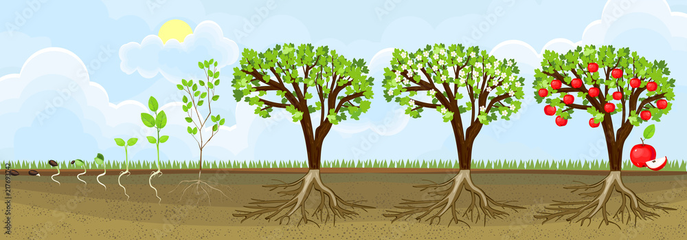 Life cycle of apple tree. Stages of growth from seed and sprout to ...