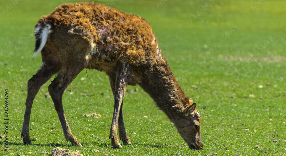 Foto de Stock A unique period of molting deer. The deer loses its hair ...