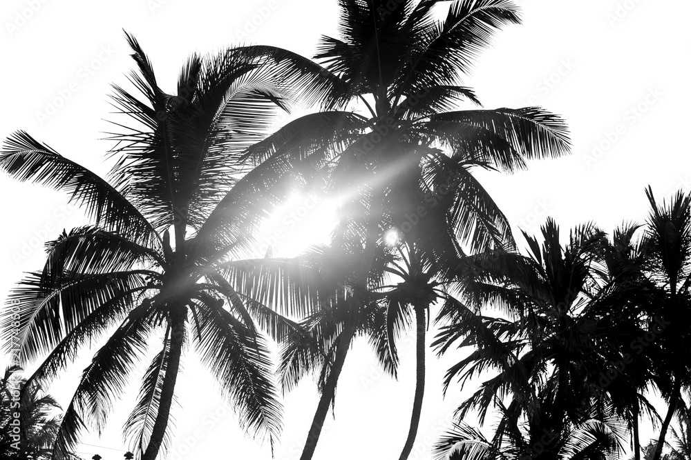 Foto Palm trees black and white isolate do Stock | Adobe Stock