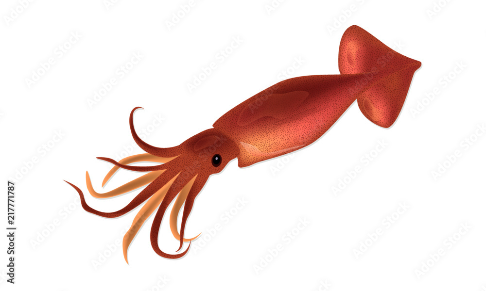 Pink squid isolated on a white background. Vector Illustration Stock ...