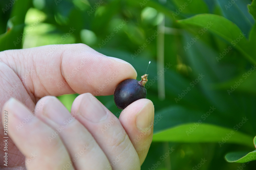 Udumbara, buddha flower, hand, nature, green, plant, leaf, food, finger ...
