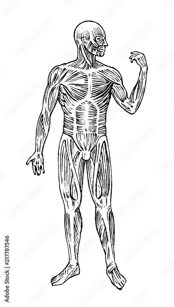 Human Body Systems Clipart Black And White