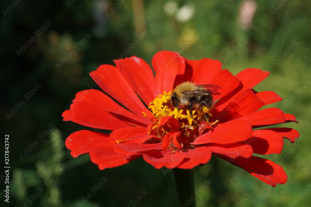Trzmiel ,kwiat ,trzmiel na kwiecie Stock Photo | Adobe Stock