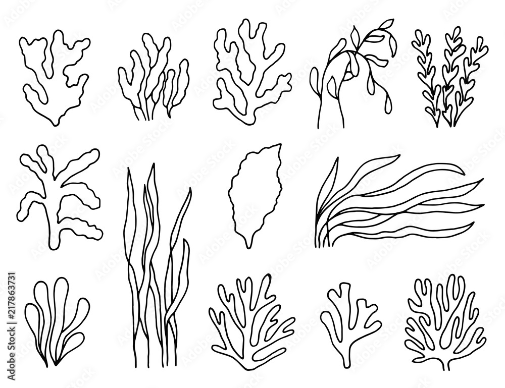 seaweed outline in isolation. linear drawing a set of objects. marine ...