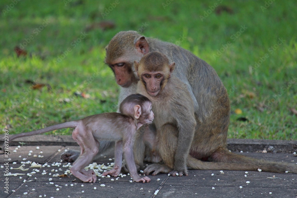 Animals, baby monkey snuggles to its mother, they are in KUM PHA WA PI ...