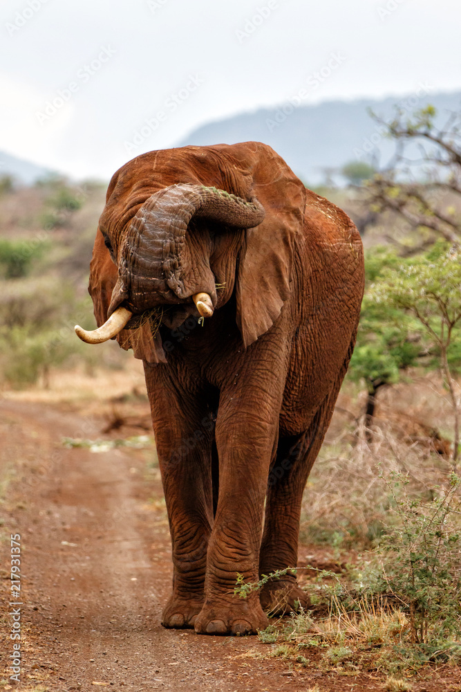 Elephant bull walking in Zimanga Game Reserve in South Africa with red ...