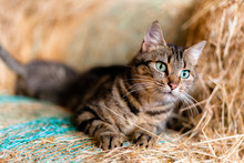 Tabby Cat In The Straw Free Stock Photo - Public Domain Pictures