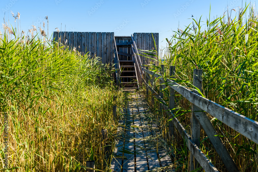 Wooden lookout tower for landscape and bird watching in reed bed ...