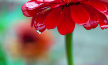 Red Flower In The Rain Free Stock Photo - Public Domain Pictures