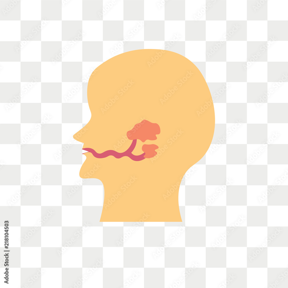 Salivary glands vector icon isolated on transparent background ...