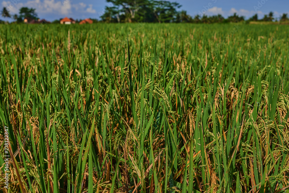 Сlose up of yellow green rice field. Autumn rice field of good harvest ...