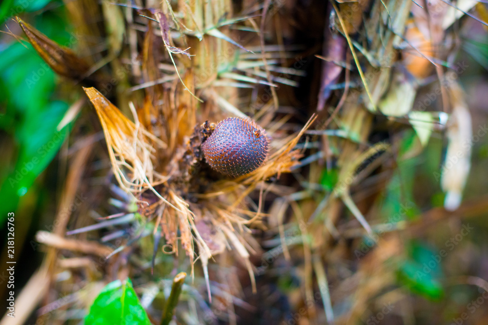 Coffee beans on the tree in Bali, Indonesia. Kopi Luwak is the most ...