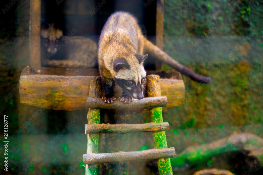 Foto de Stock Coffee beans on the tree in Bali, Indonesia. Kopi Luwak ...