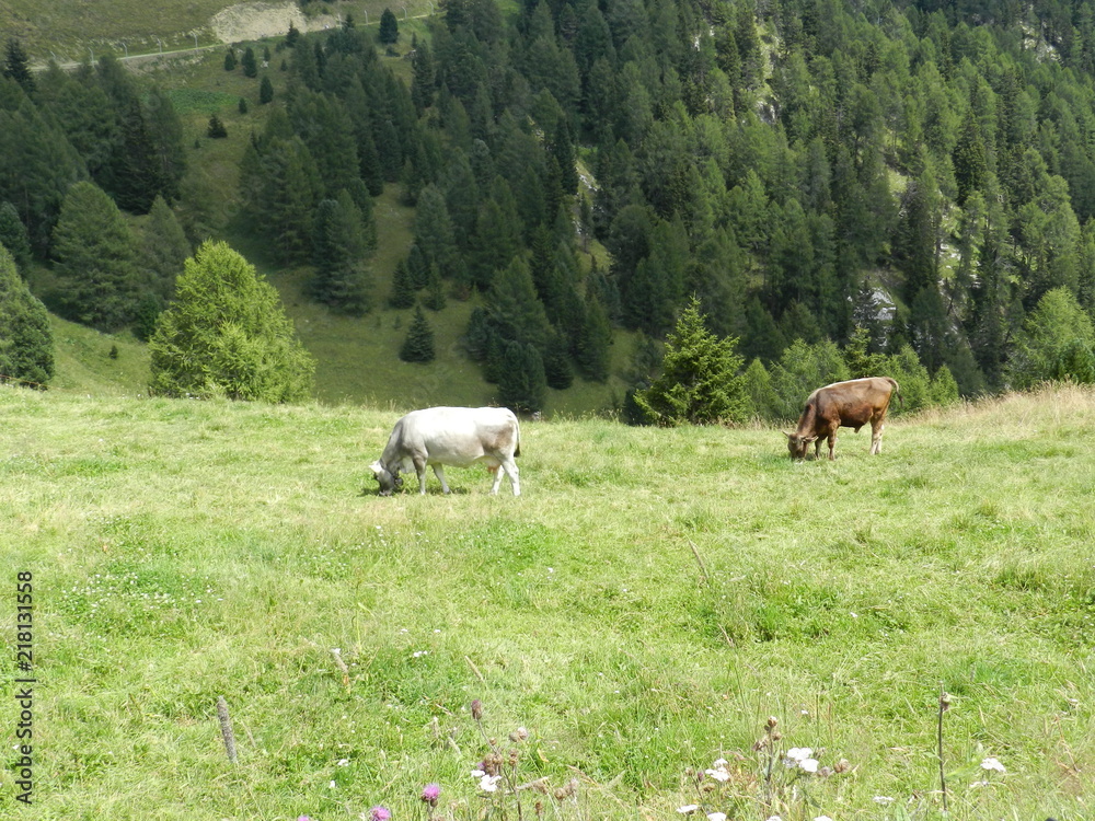 pascolo estivo di montagna Stock Photo | Adobe Stock
