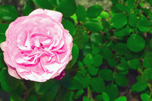 Pink Rose Fully Open Free Stock Photo - Public Domain Pictures