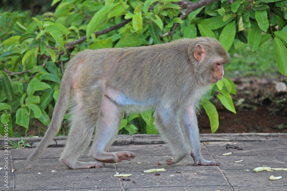 Animal, a monkey is waiting from people who see it, it lives in KUM PHA ...