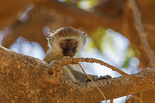 Baby Vervet Monkey On A Branch Free Stock Photo - Public Domain Pictures