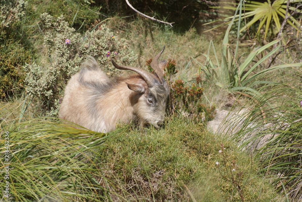 Cabra mallorquina asilvestrada comiendo hierba en La Trapa, Sierra de ...