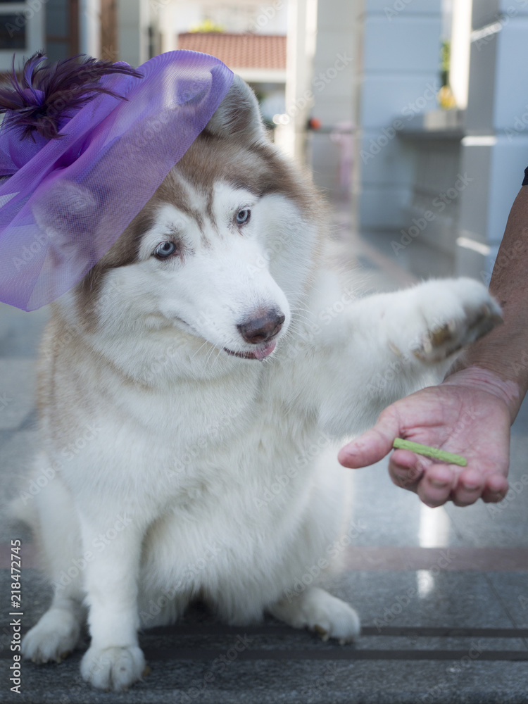 lovely siberian huskies ask for candy from her owner and say thank you ...