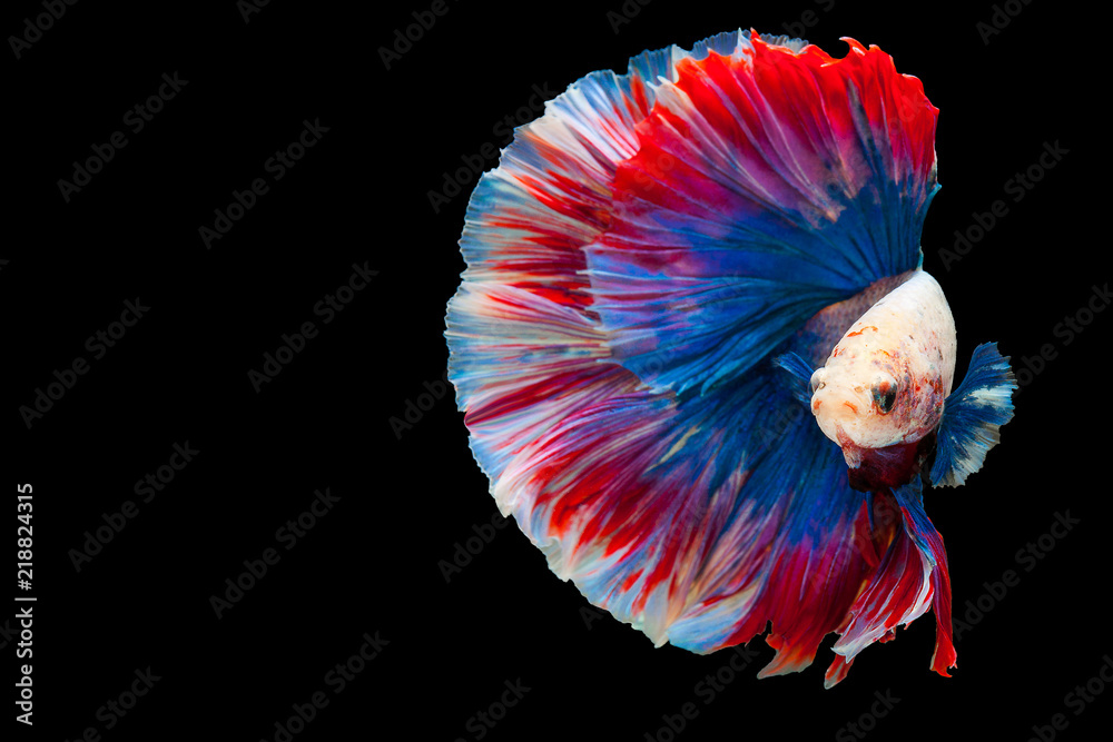Betta Siamese fighting fish, Betta splendens Pla-kad biting fish Thai ...