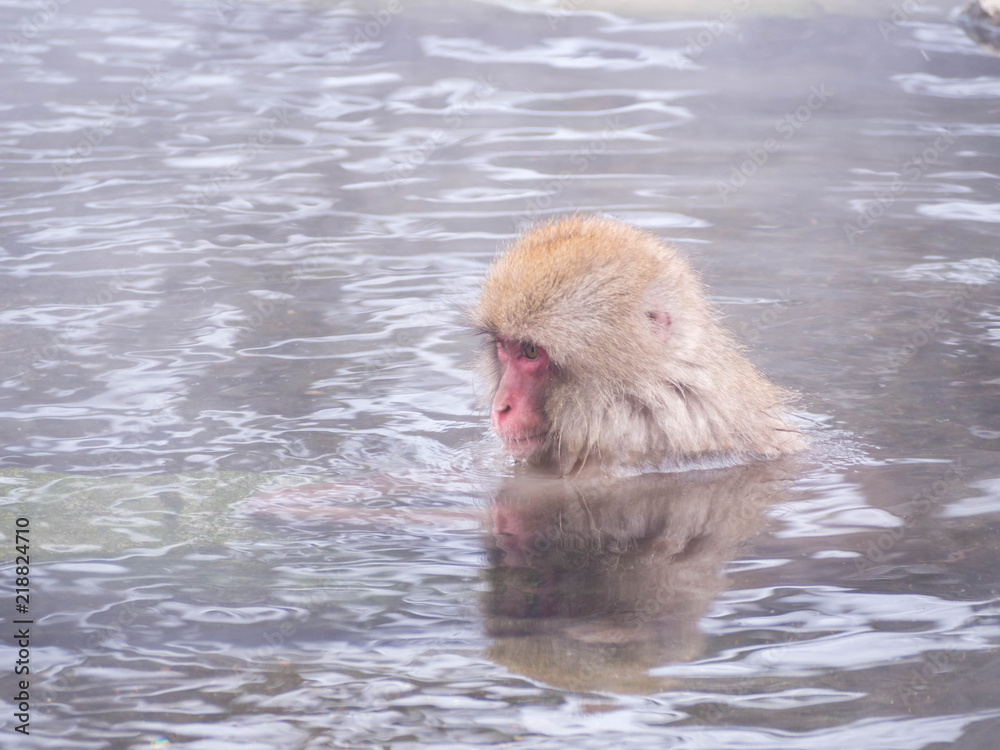 Japanese Snow monkey Macaque in hot spring Onsen Jigokudan Park, Nakano ...