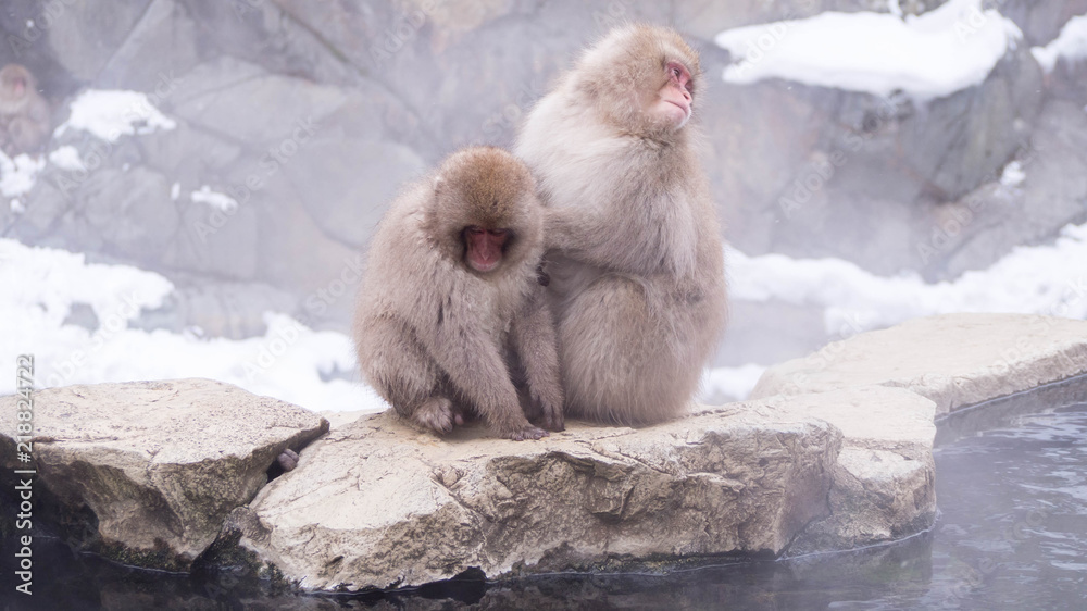 Japanese Snow monkey Macaque in hot spring Onsen Jigokudan Park, Nakano ...