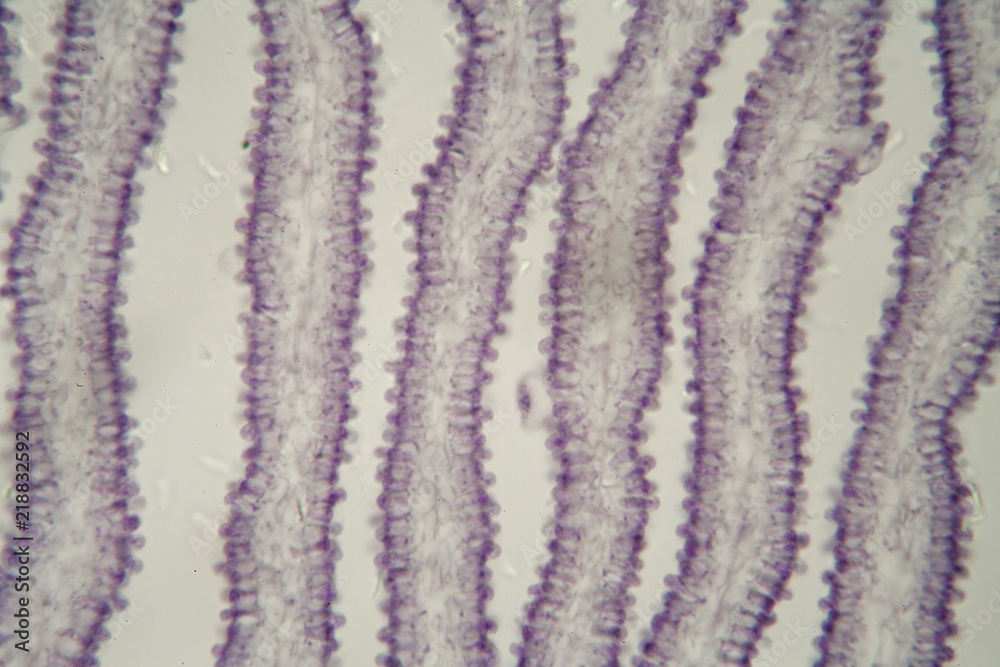 Coprinus mushroom under the microscope Stock Photo | Adobe Stock