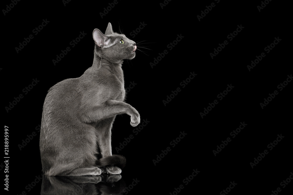 Cat Side View Sitting