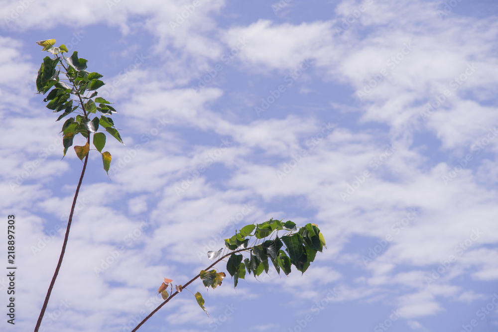 Green bo leaf ( pho leaf, bothi leaf) sacred fig leaves, v-shape or ...