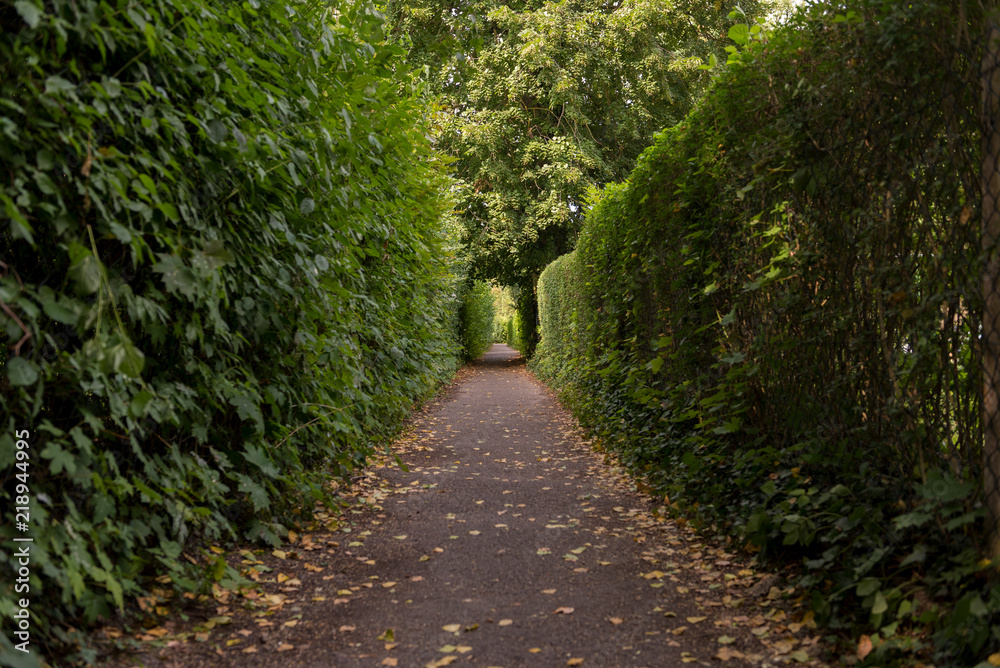 Green passage way with cupressus tree. Beautiful passage way trough ...