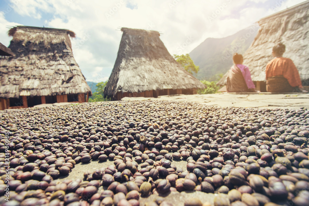 Organic coffee drying on stone slabs in the Wologai traditional village ...