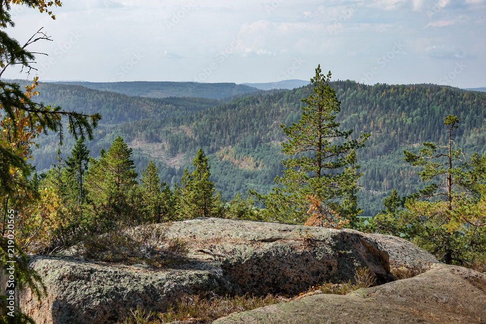 forest cliff background