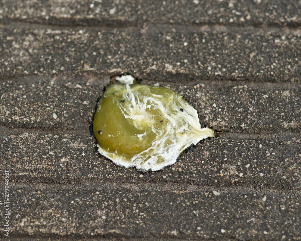 Seagull poop on concrete surface by the Lake Michigan. Bird droppings ...