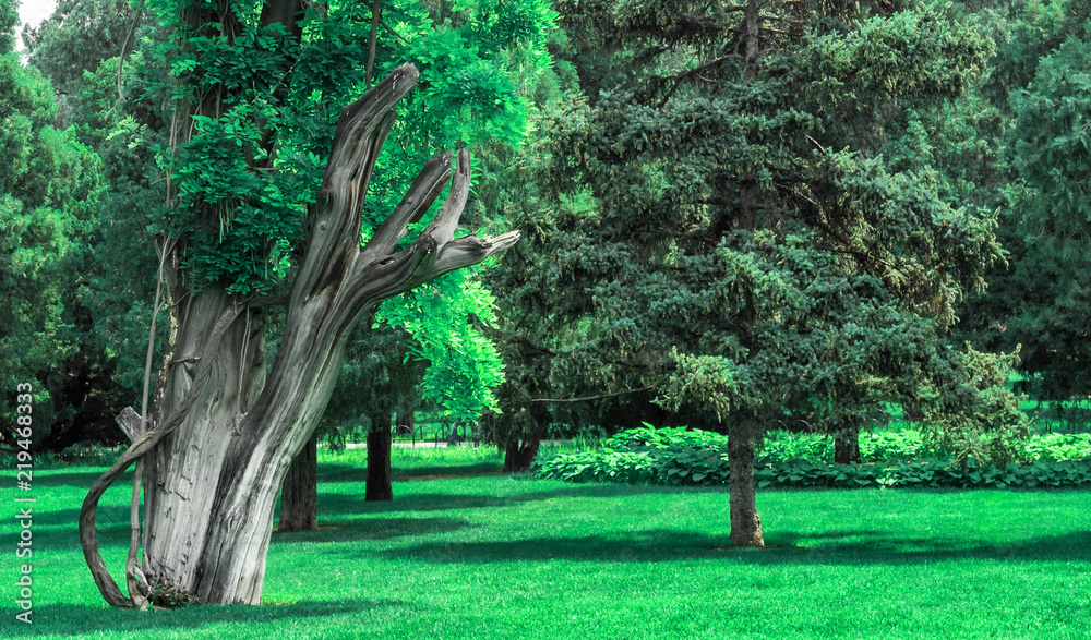 Temple of Heaven Garden, impressive tronk tree, Beijing, China Stock ...