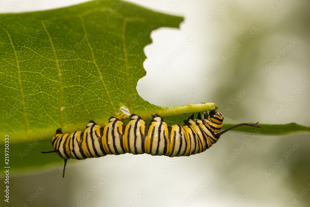 Monarch butterfly caterpillar eating milkweed leaf - Danaus plexippus ...
