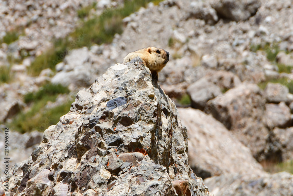 China, Tibet. Baybak, or Babak or common (steppe) marmots (lat. Marmota bobak) at an altitude of ...
