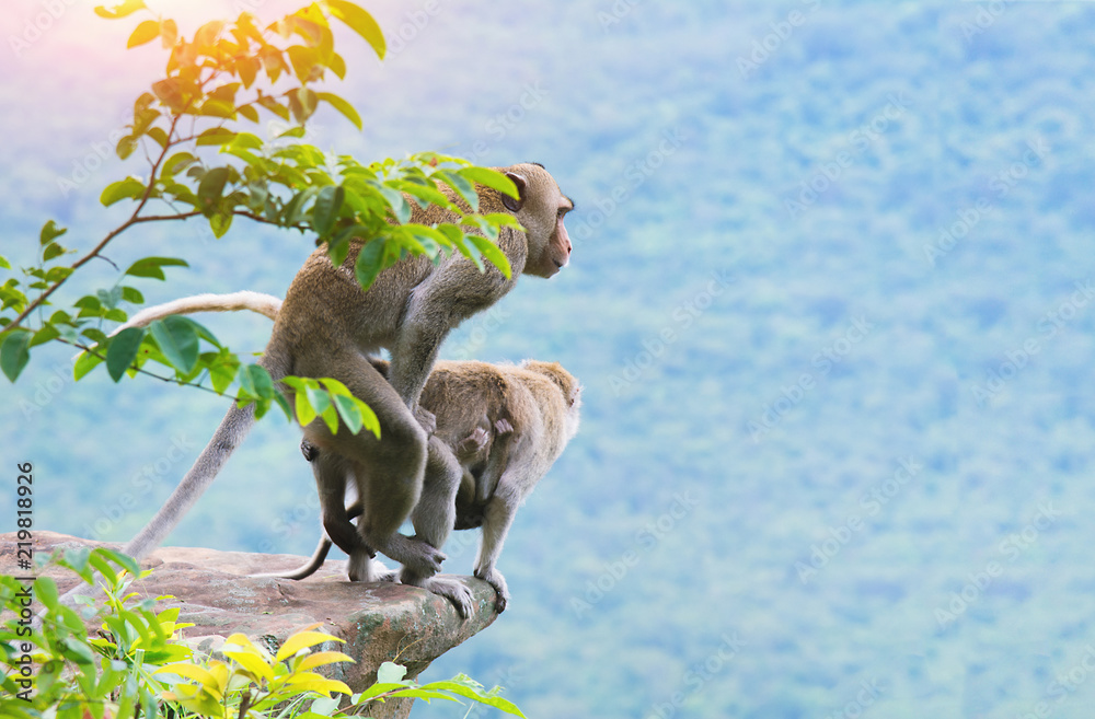 Two monkeys are breeding on the cliff. Stock Photo | Adobe Stock