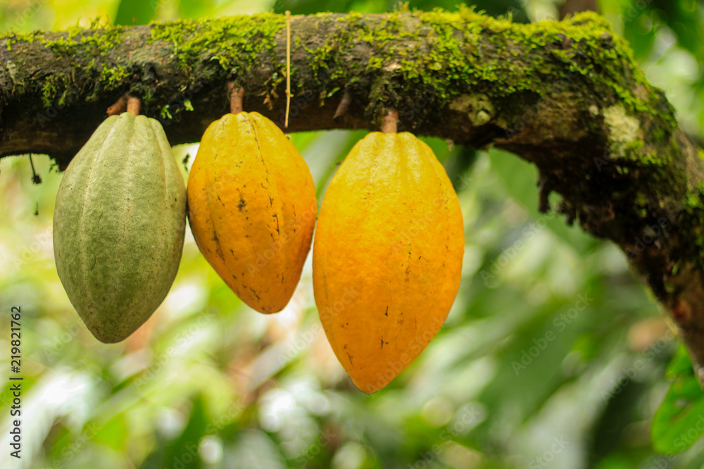 Foto de Stock Frutos do cacau verde e maduro ainda no cacaueiro ...