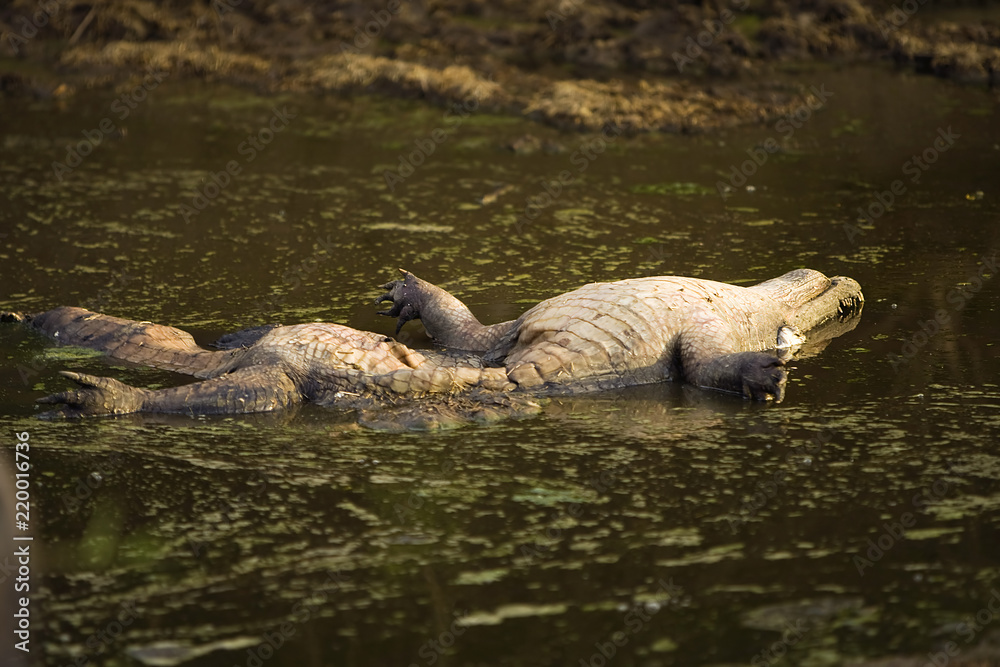 Stock-Foto „Dead crocodile with crushed abdoment floats upside down on water after killed by a ...