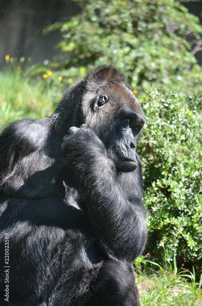 funny gorilla thinking