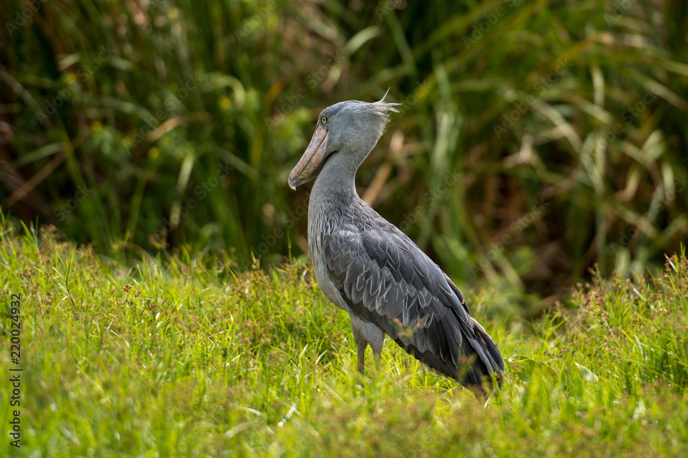 The Shoebill , Balaeniceps rex, also known as Whalehead, is a very ...