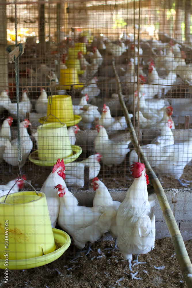 Happy and healthy Bresse Gauloise French breed roosters and hens in ...
