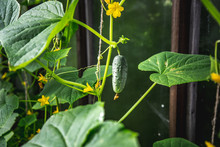 Growing Gherkins Free Stock Photo - Public Domain Pictures